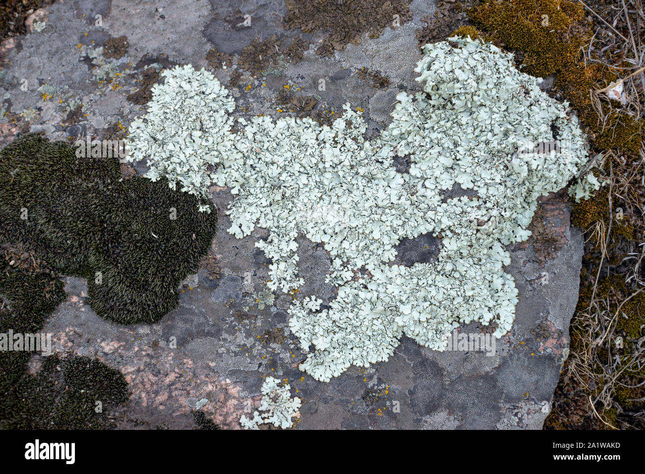 Moss and lichen grow on a stone. Macro. background of Lichen Moss stone ...