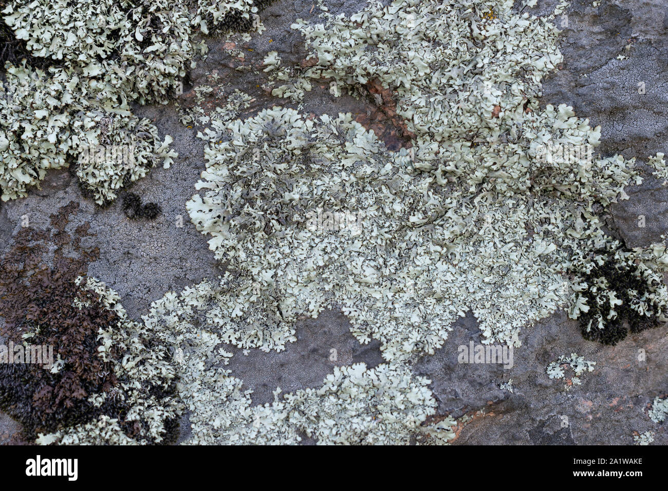 Moss and lichen grow on a stone. Macro. background of Lichen Moss stone ...
