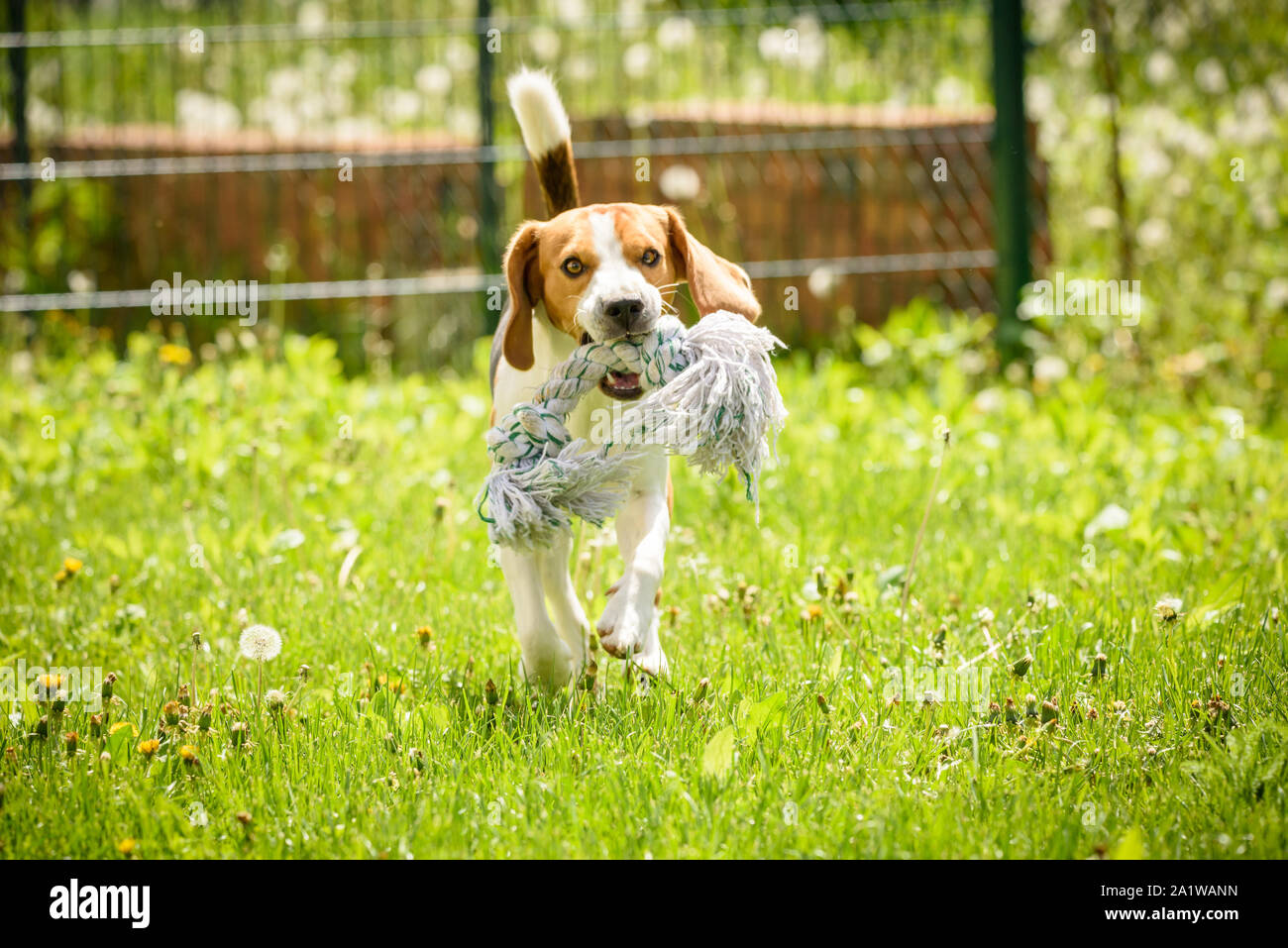 Beagle dog run and fun Stock Photo - Alamy