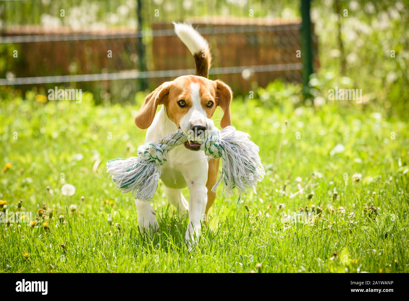 Beagle dog run and fun Stock Photo - Alamy
