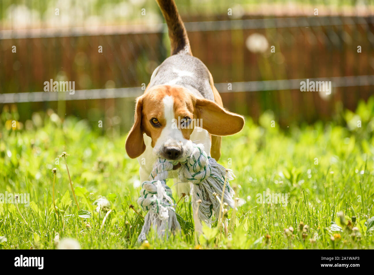 Beagle dog run and fun Stock Photo - Alamy