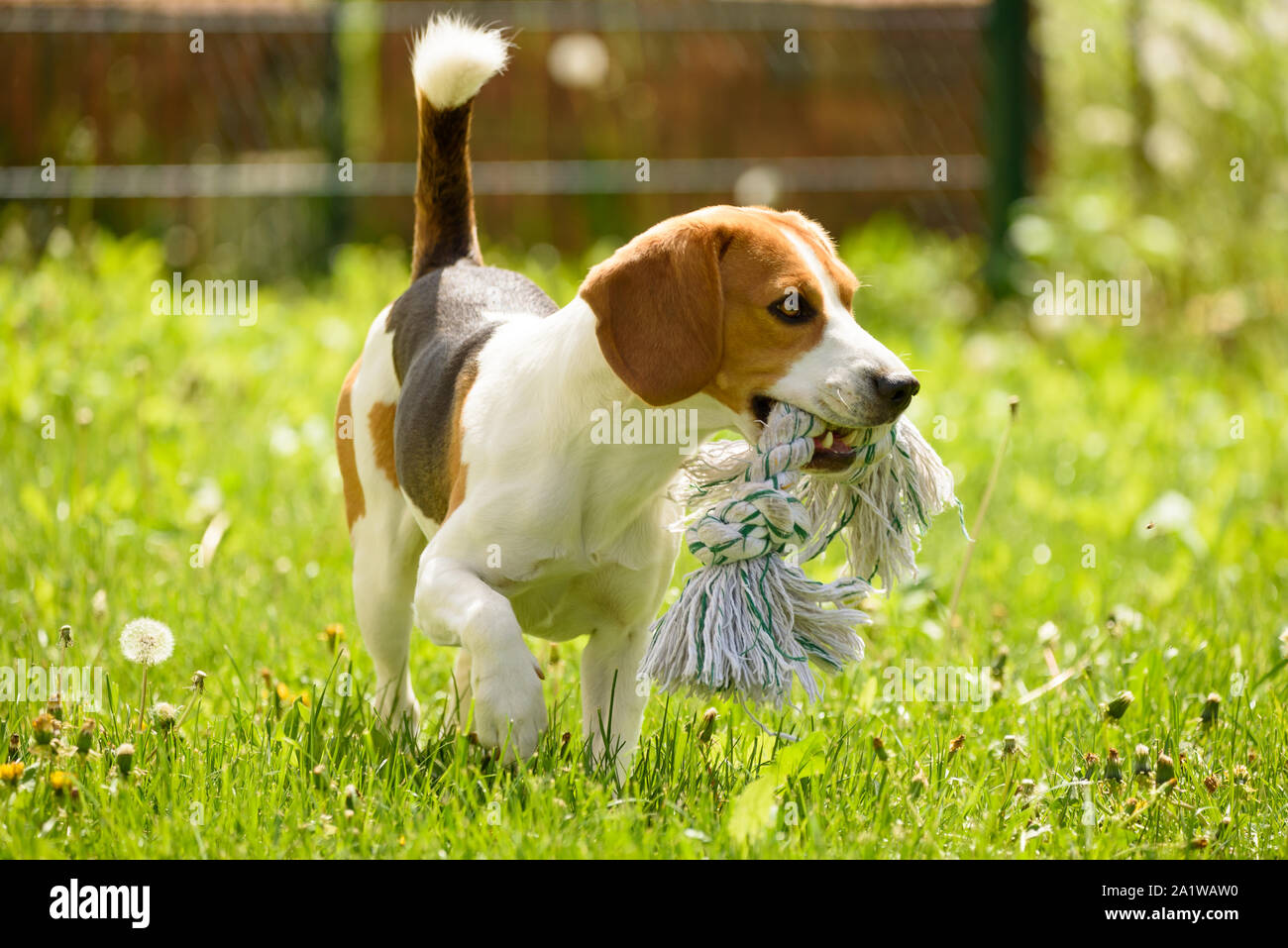 Beagle dog run and fun Stock Photo - Alamy