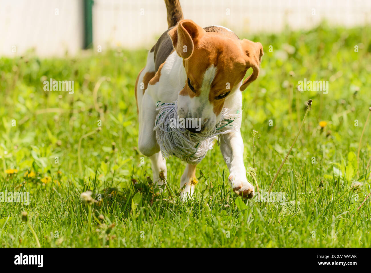 Beagle dog run and fun Stock Photo - Alamy
