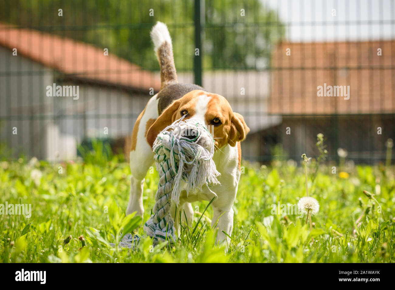 Beagle dog run and fun Stock Photo - Alamy