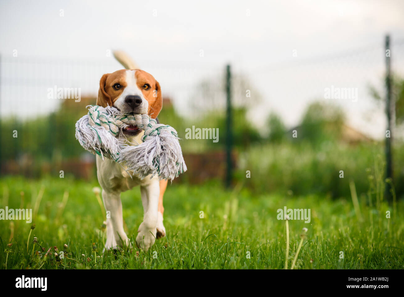 Dog run Beagle fun Stock Photo - Alamy