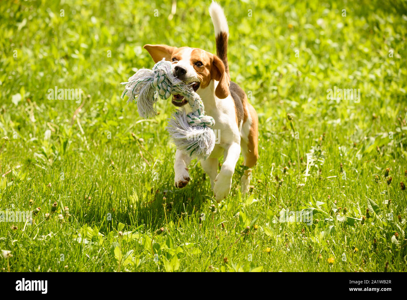 Beagle dog run and fun Stock Photo - Alamy