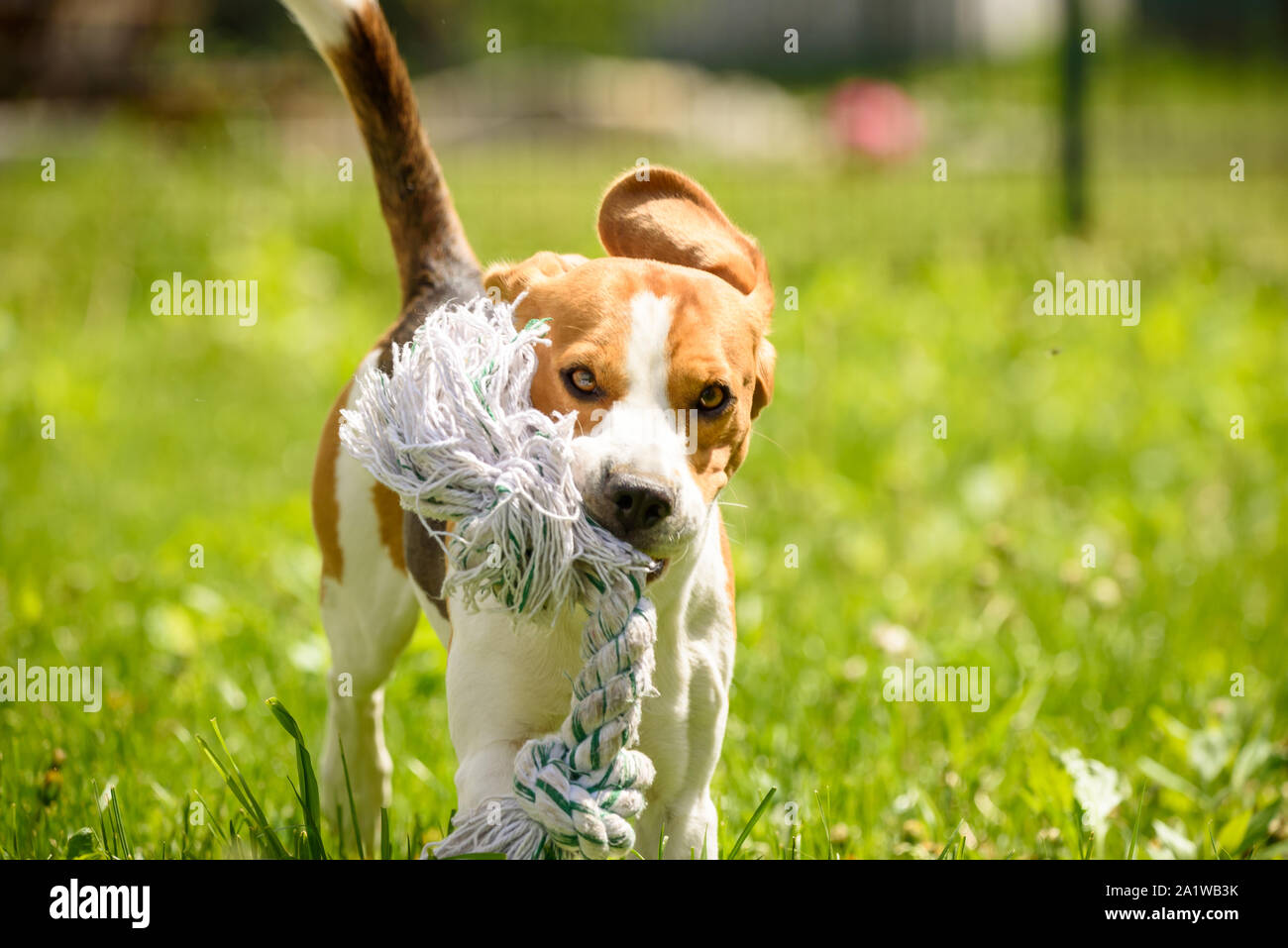 Beagle dog run and fun Stock Photo - Alamy