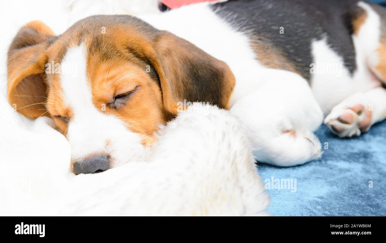 Beagle puppy sleeping Stock Photo - Alamy