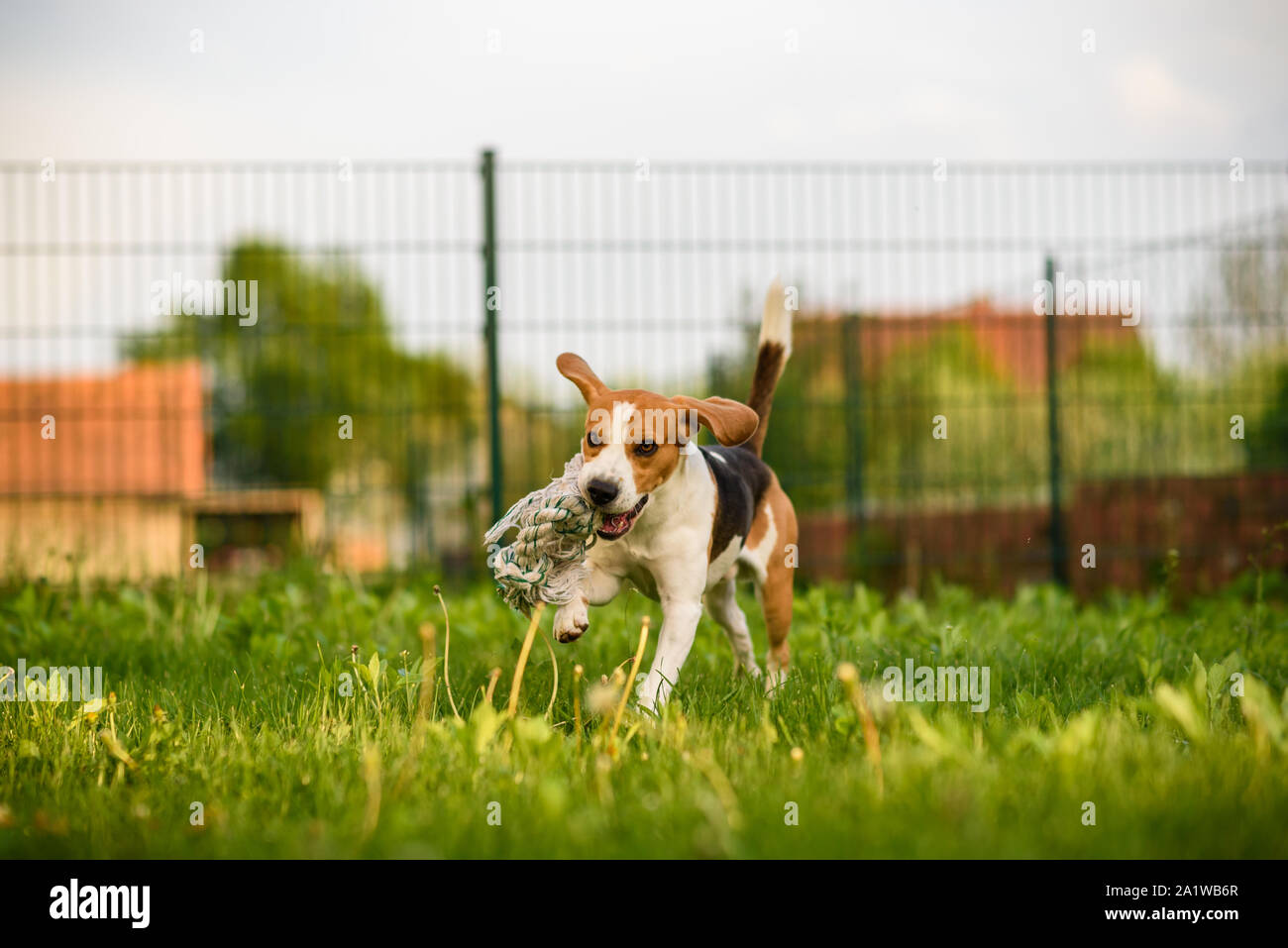 Dog run Beagle fun Stock Photo - Alamy