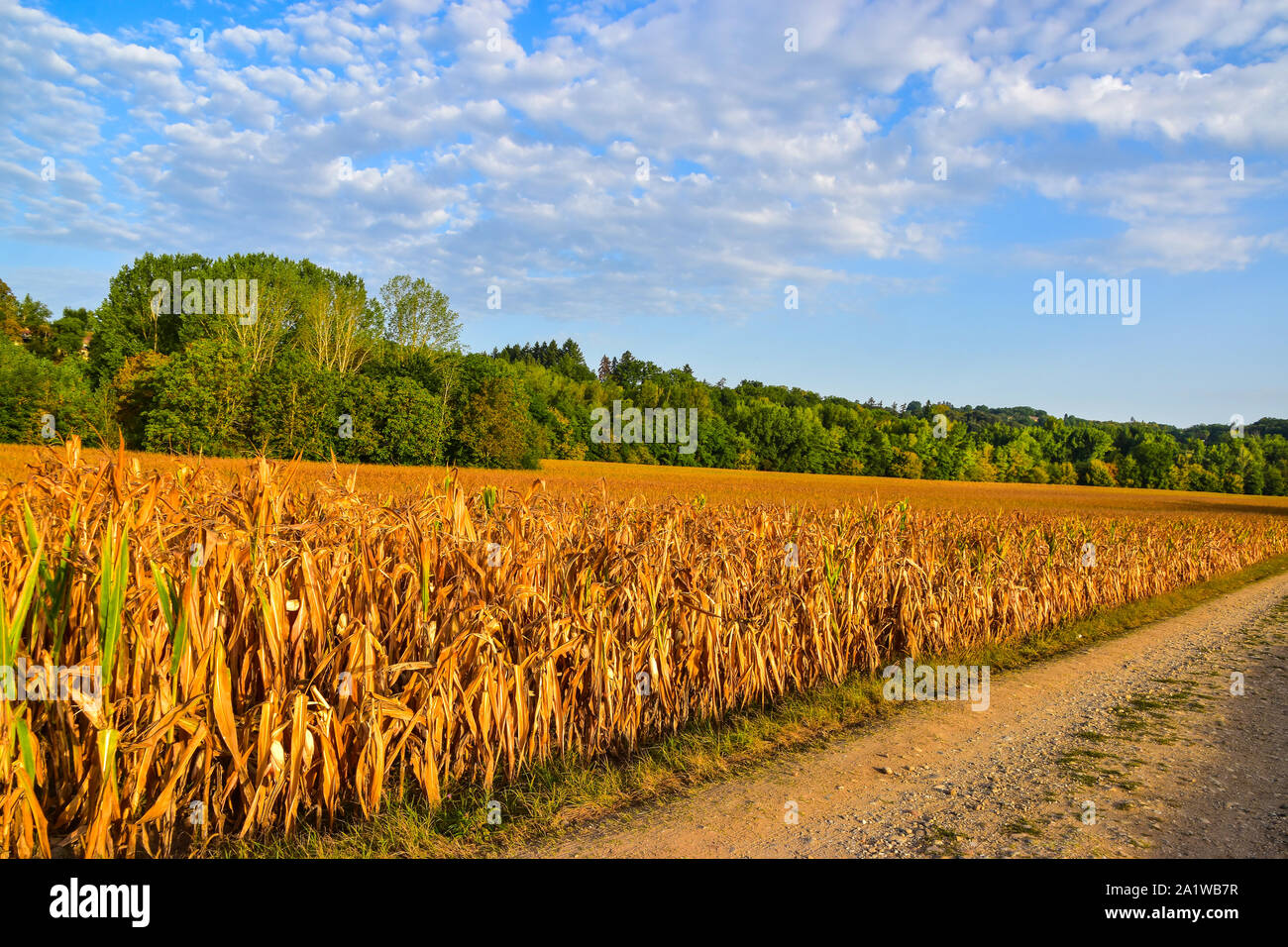 Cornfields, Corn, Sweetcorn, Dordogne, Dordogne Valley, Périgord ...