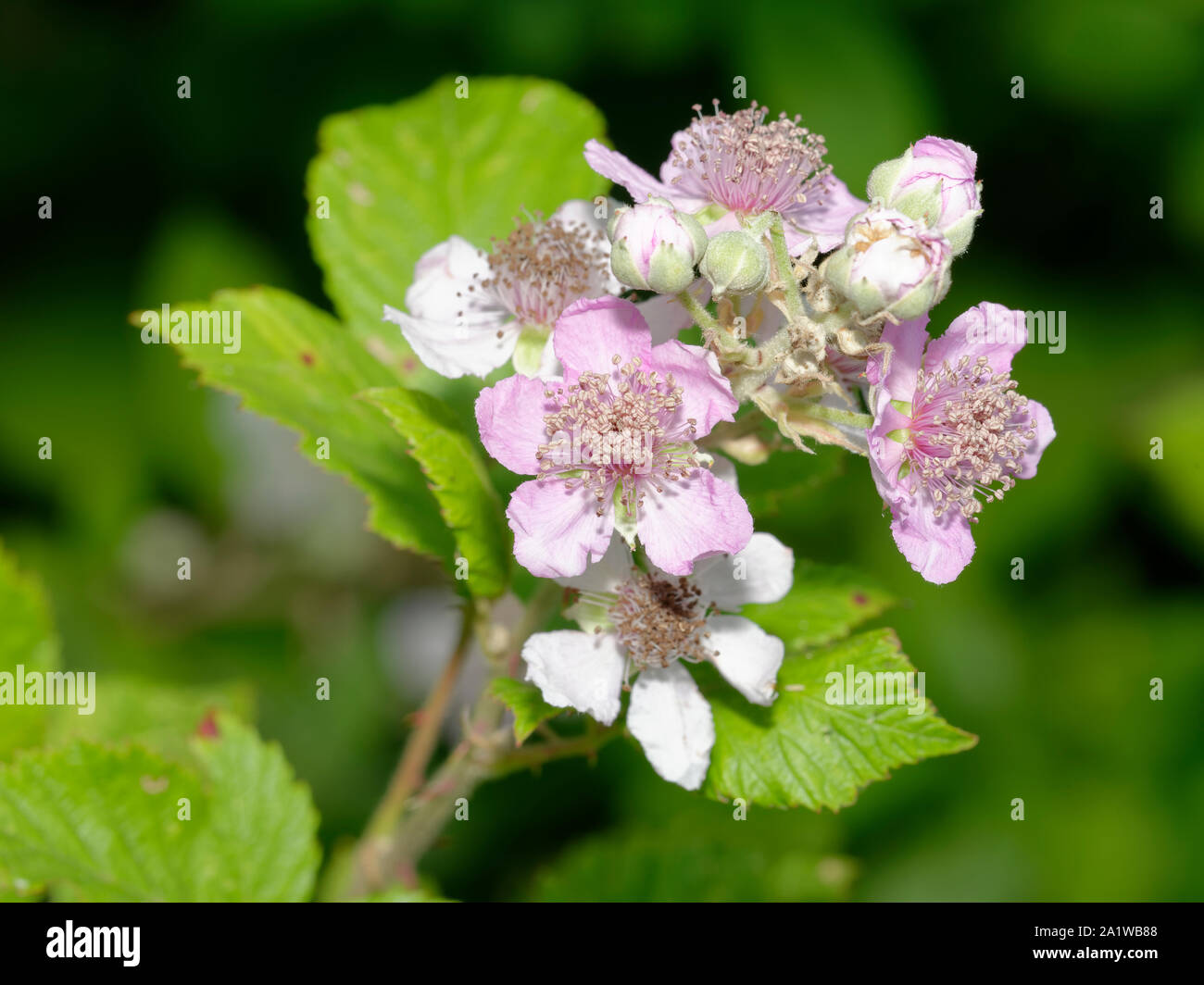 Bramble flower & Leaves - Rubus fruticosus Wild Blackberry Stock Photo ...