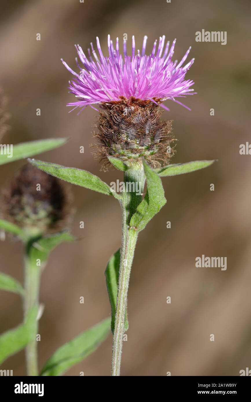 Common or Black Knapweed - Centaurea nigra Stock Photo - Alamy