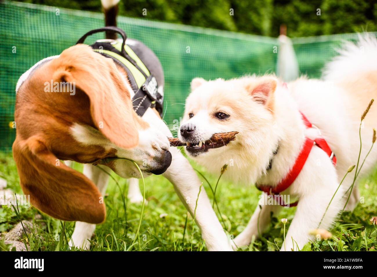 Two dogs playing in a garden Beagle and German spitz klein Stock Photo ...