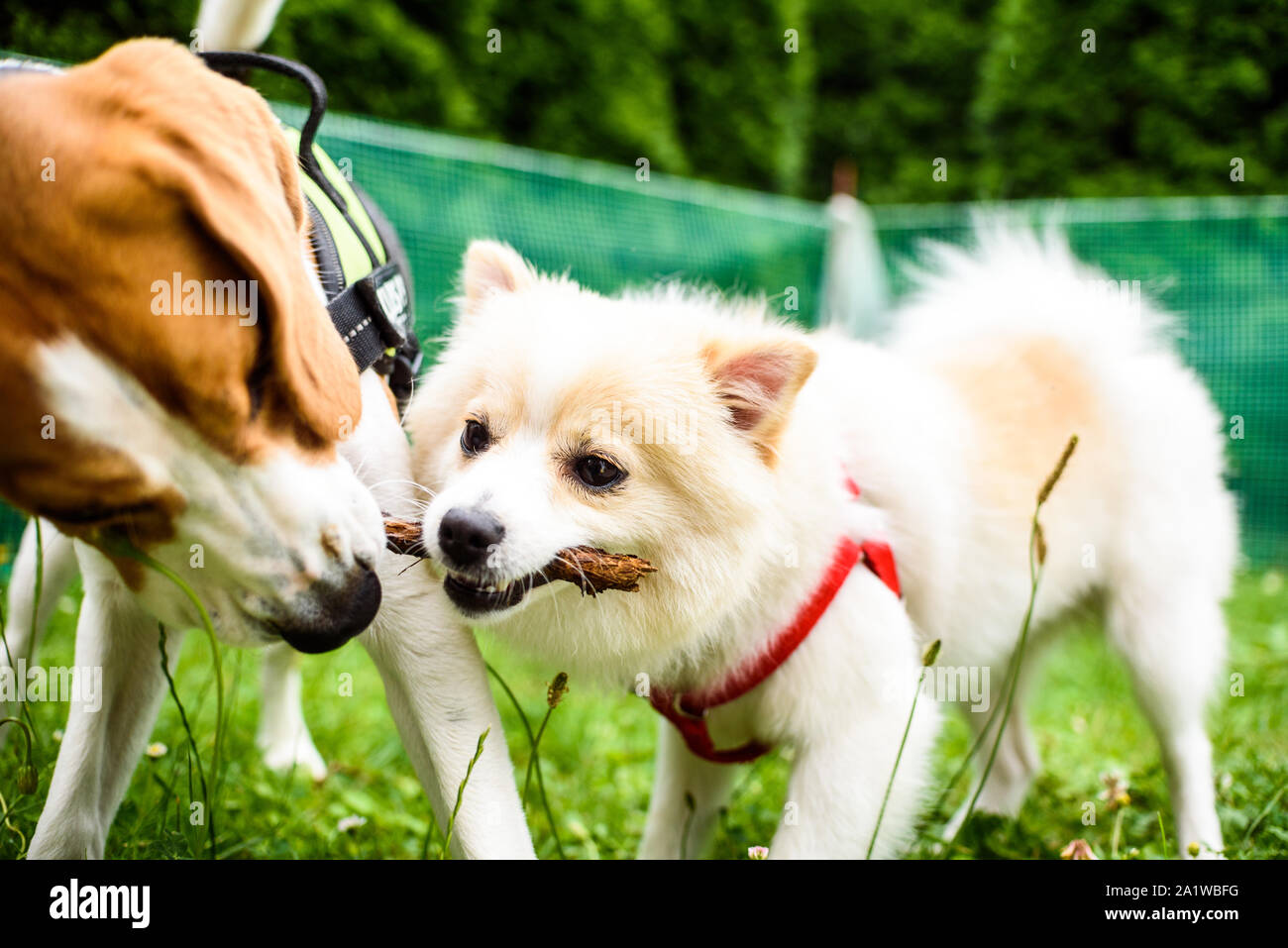 Two dogs playing in a garden Beagle and German spitz klein Stock Photo ...