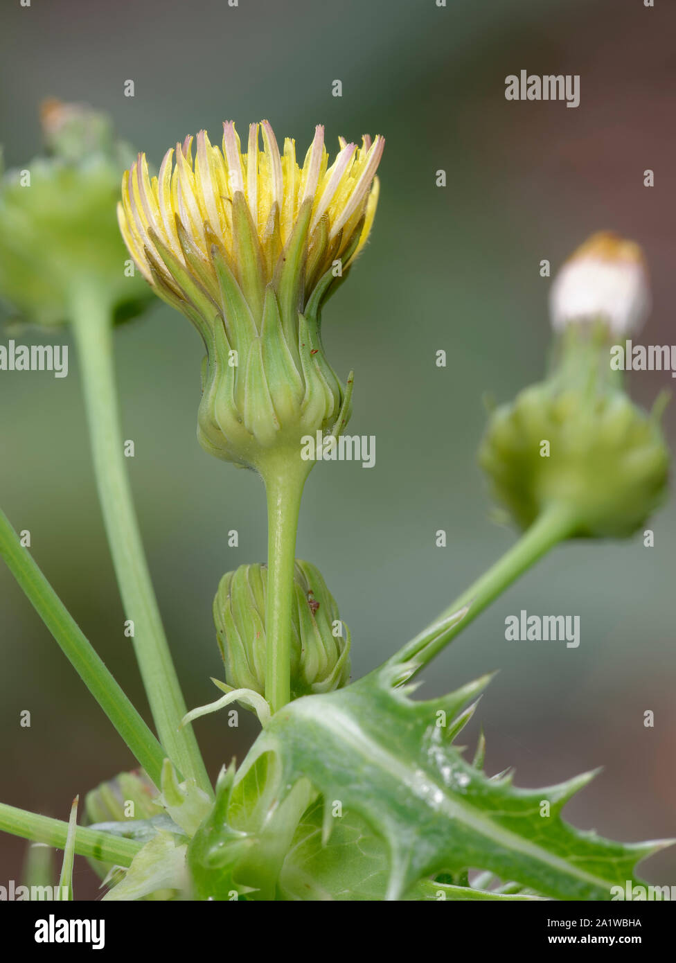 Sonchus asper hi-res stock photography and images - Alamy