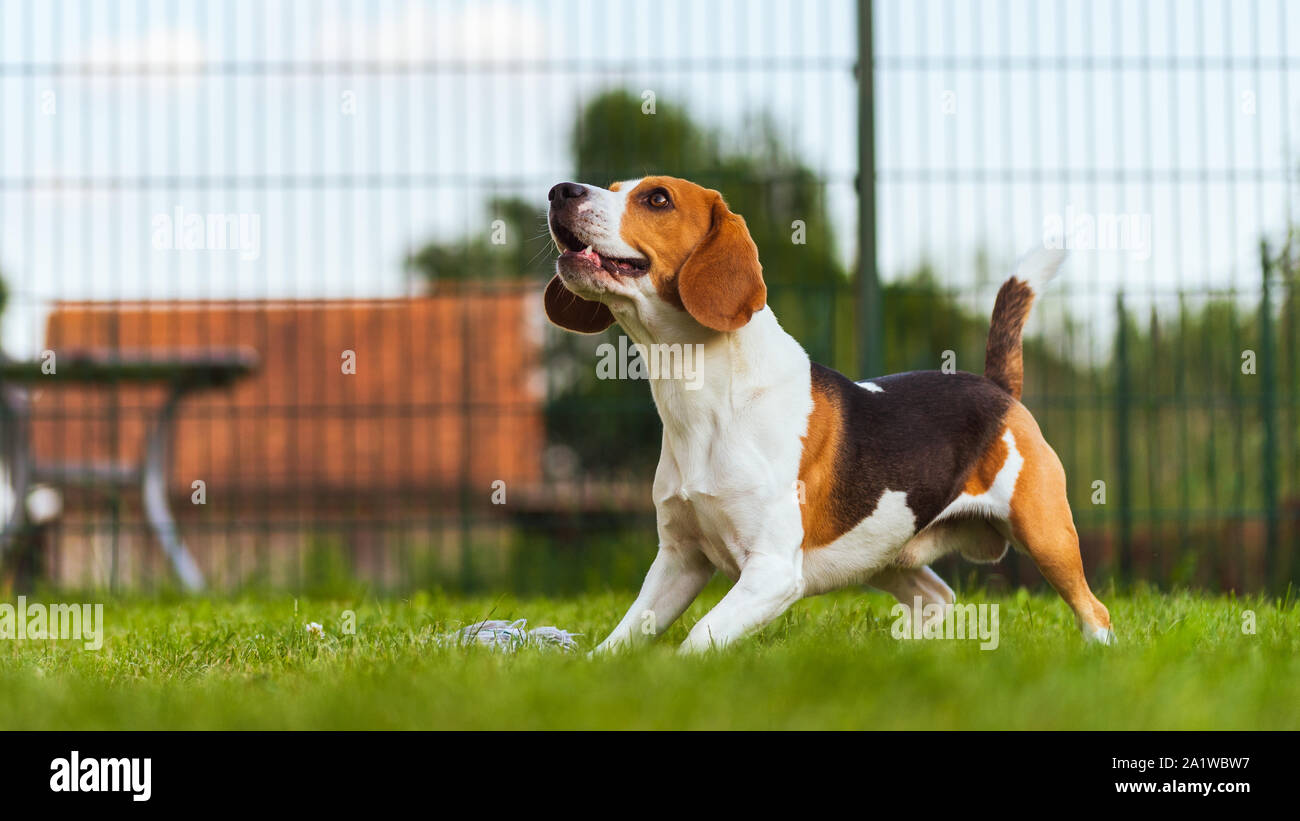 Dog run Beagle fun and jumping Stock Photo - Alamy