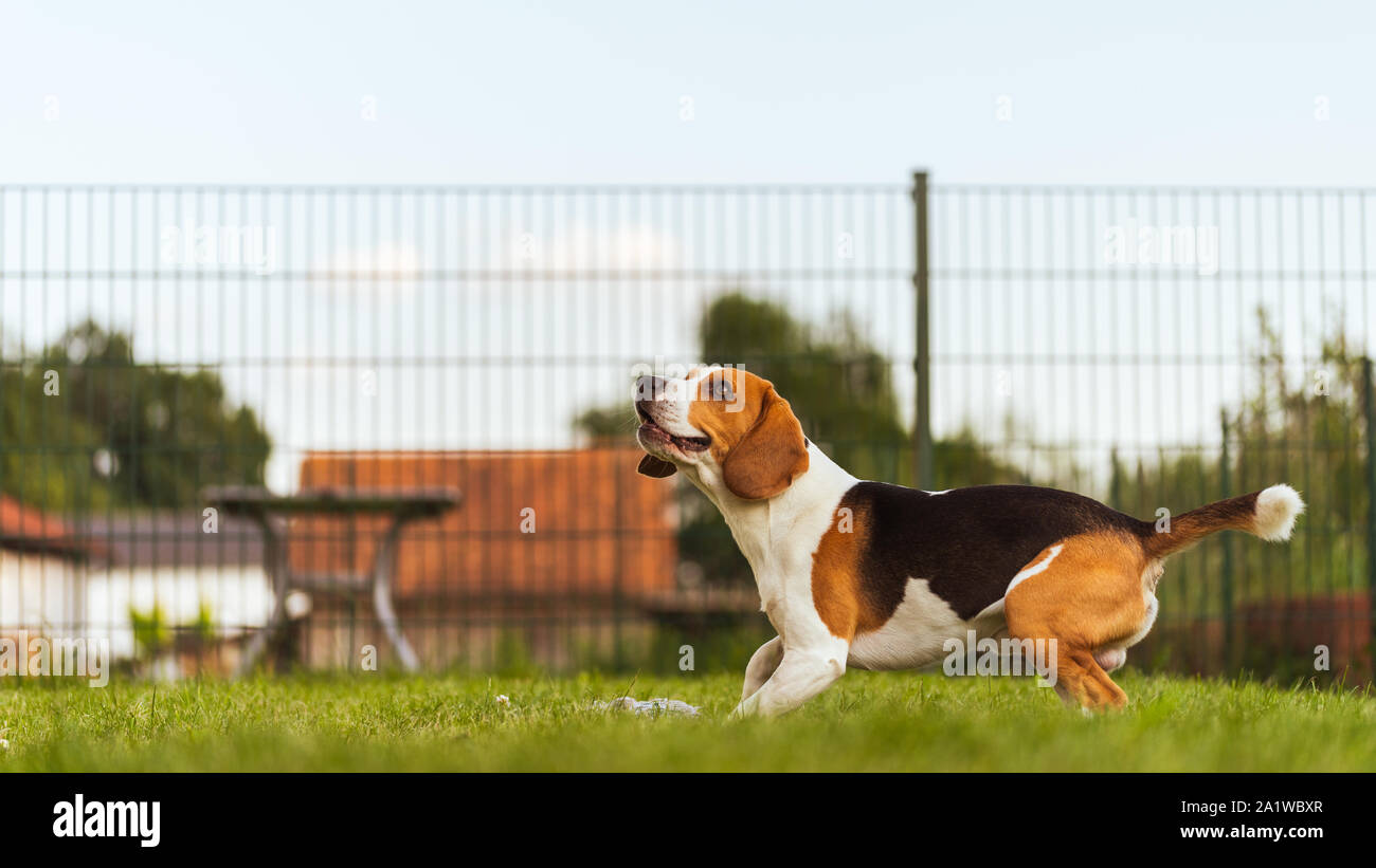 Dog run Beagle fun and jumping Stock Photo - Alamy