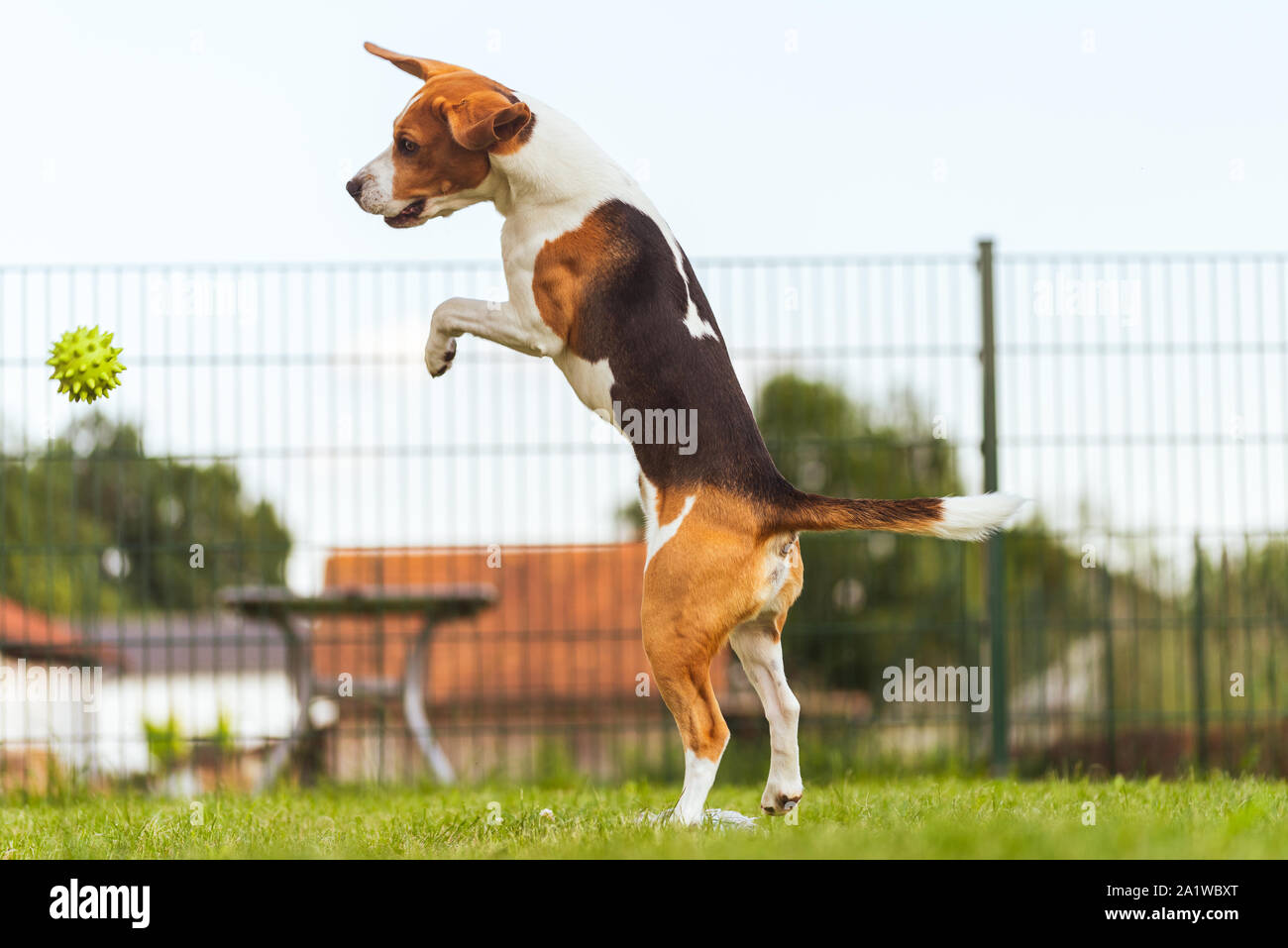 Dog run Beagle fun and jumping Stock Photo - Alamy