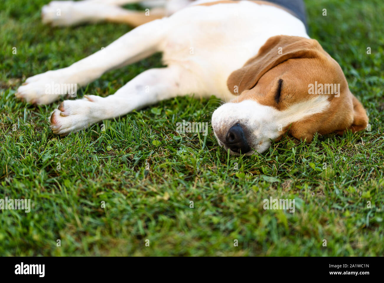 Dog Laying Down On Its Side