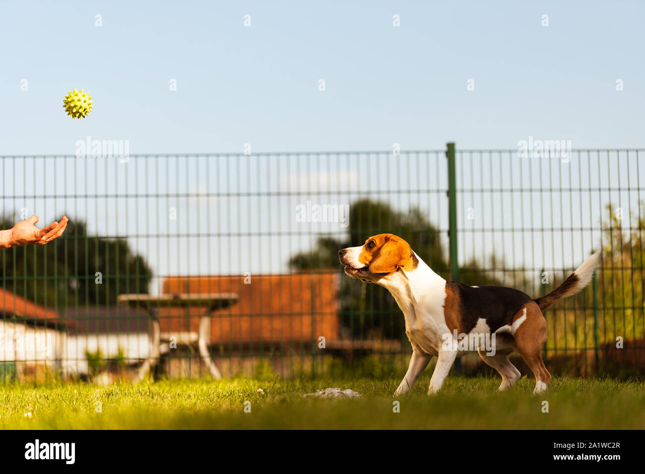 Dog run Beagle fun and jumping Stock Photo - Alamy