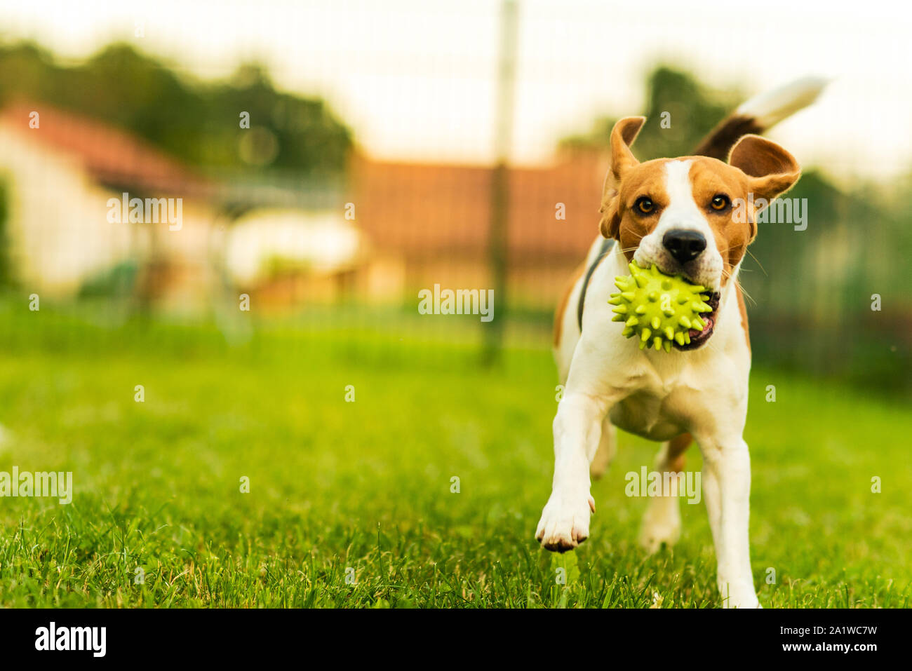 Dog run Beagle fun Stock Photo - Alamy