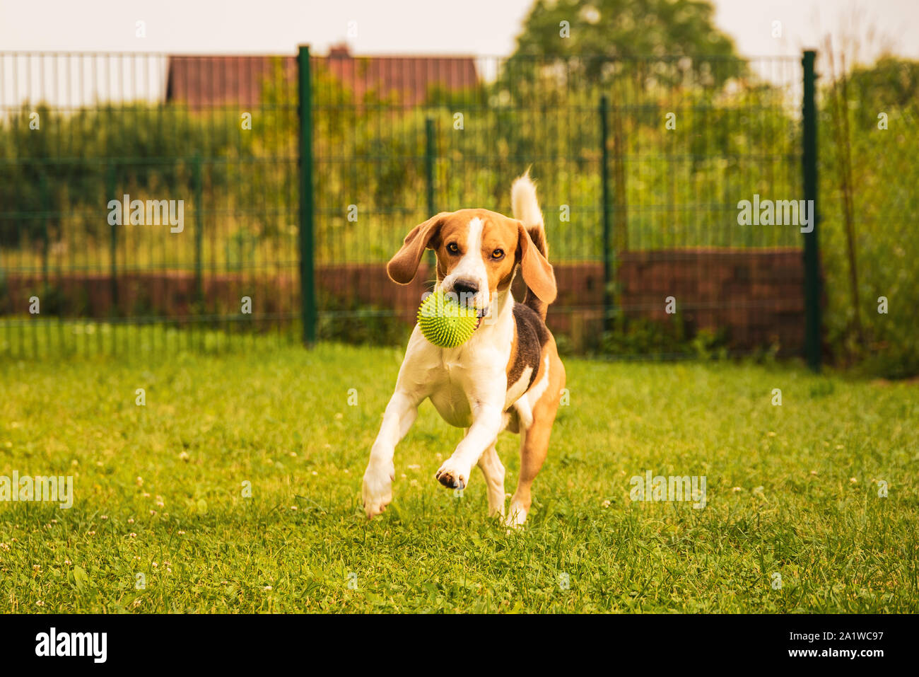 Dog Beagle having fun running and jumping with a ball in a garden Stock ...