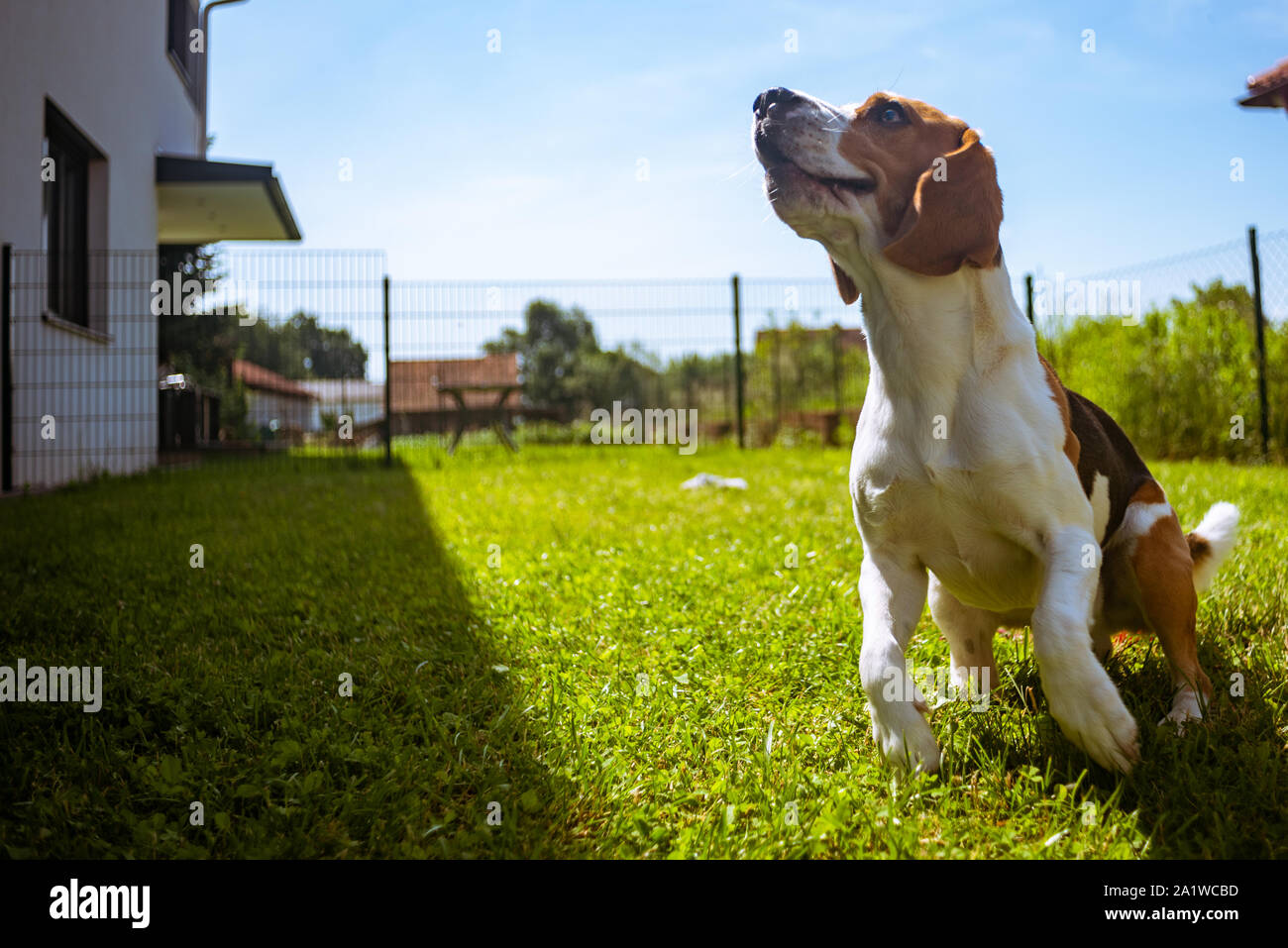 Dog Beagle having fun running and jumping with a ball in a garden Stock ...