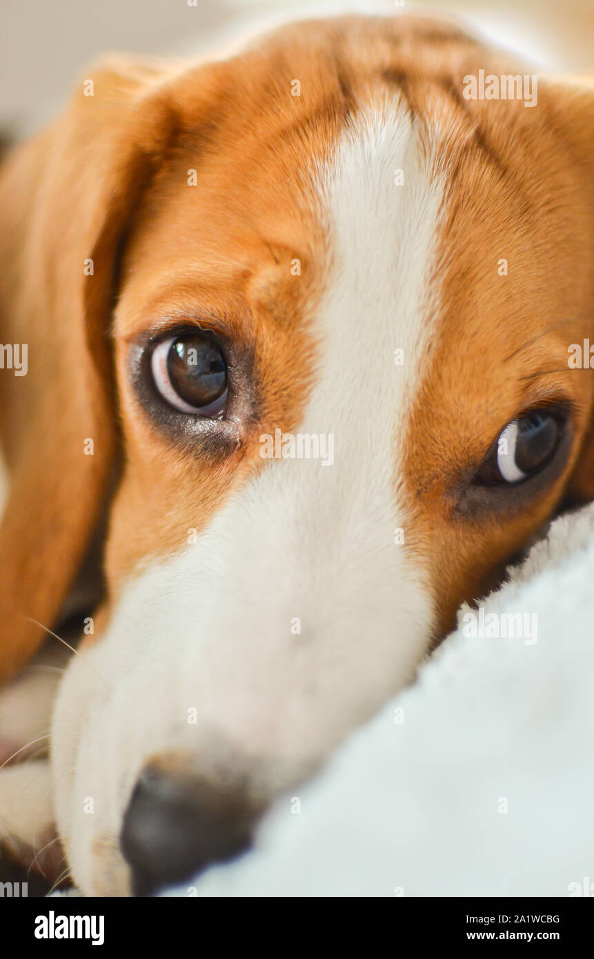 Beagle eyes hi-res stock photography and images - Alamy