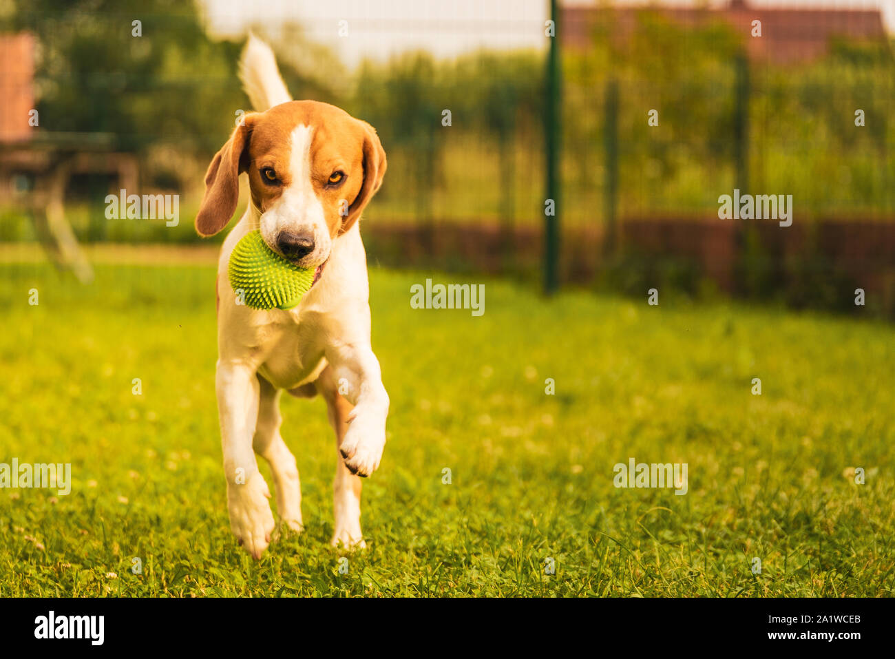 Dog Beagle having fun running and jumping with a ball in a garden Stock ...