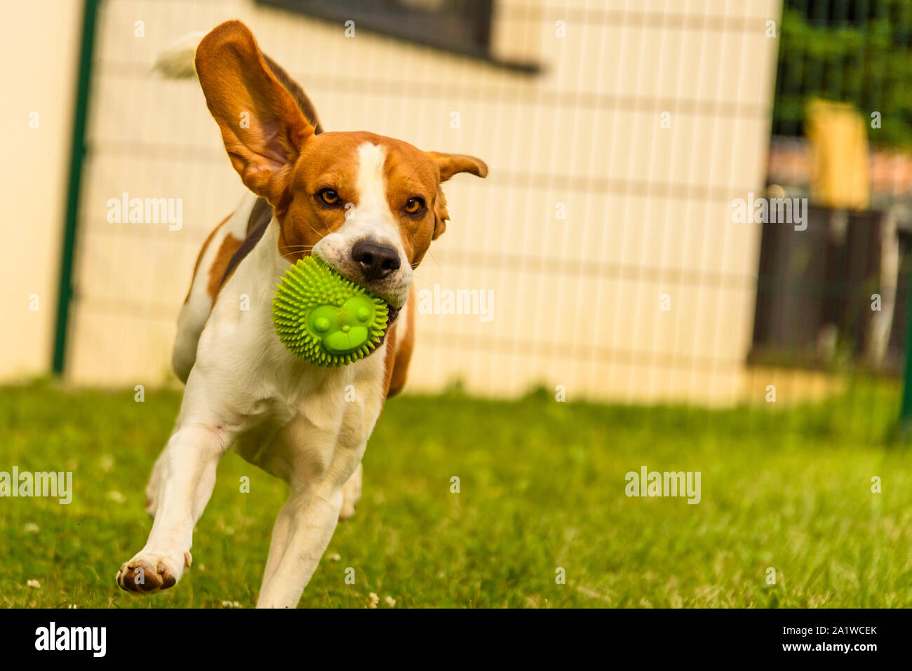 Dog Beagle having fun running and jumping with a ball in a garden Stock ...