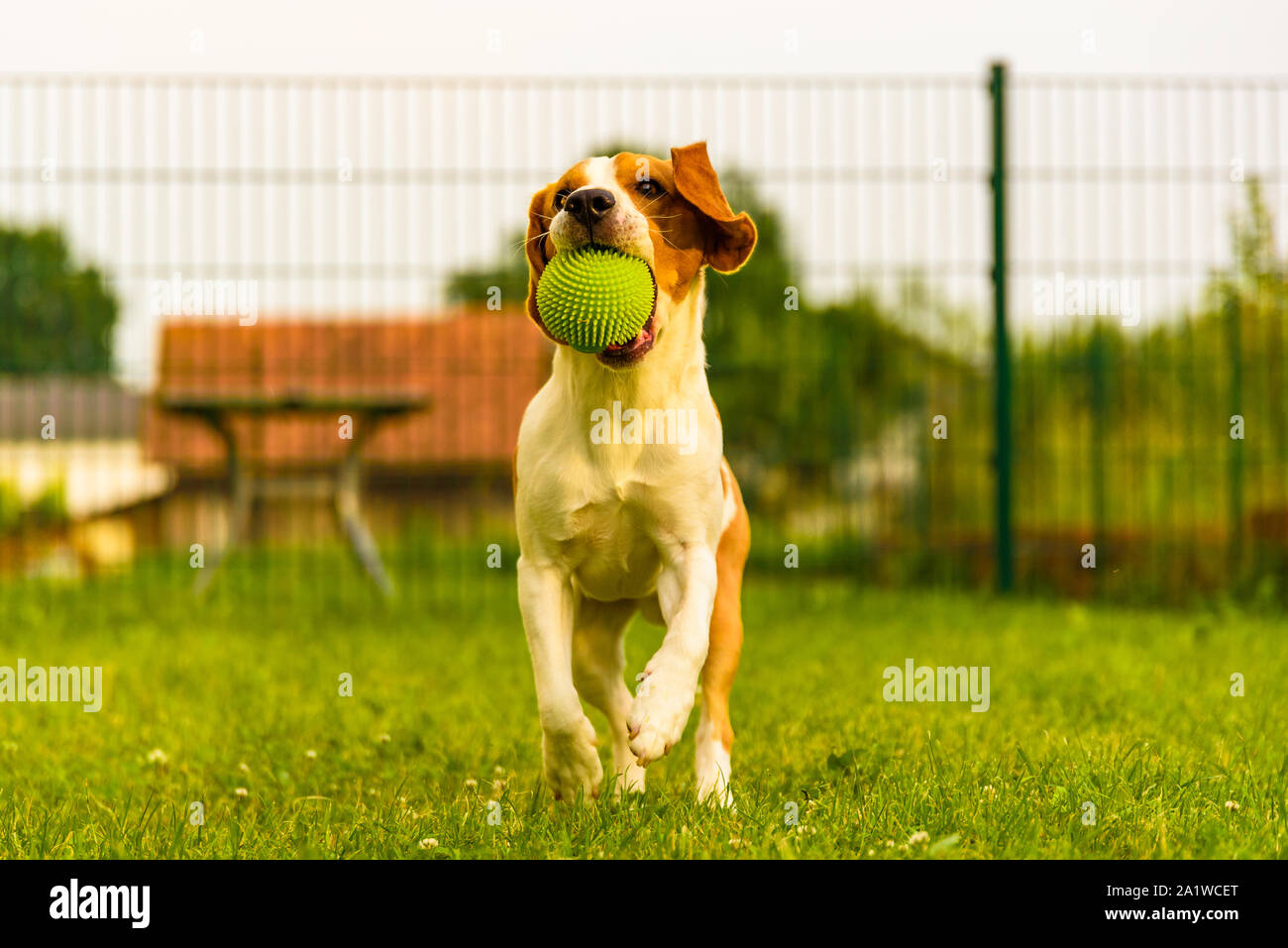 Dog Beagle having fun running and jumping with a ball in a garden Stock ...