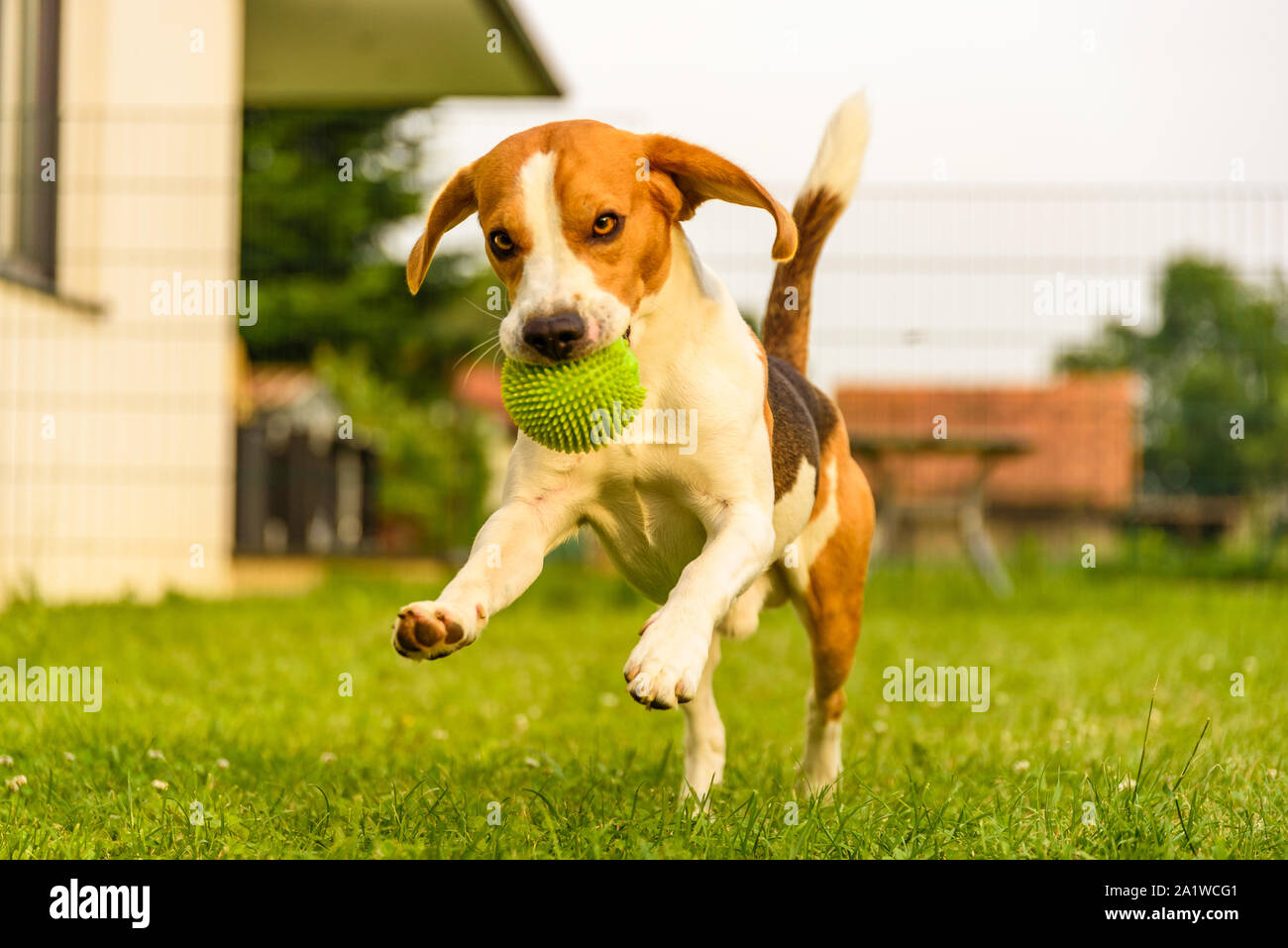 Dog Beagle having fun running and jumping with a ball in a garden Stock ...