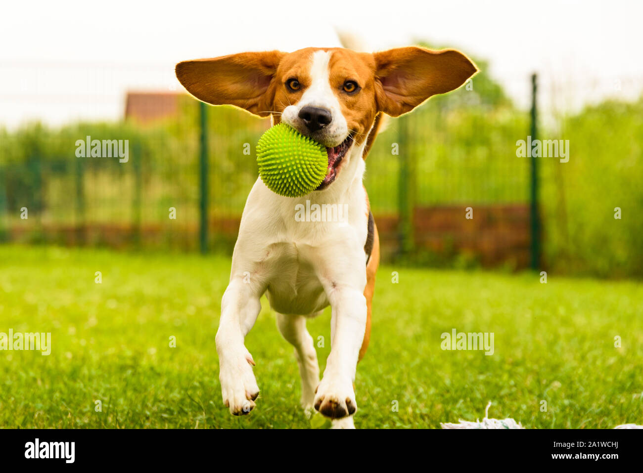 Dog Beagle having fun running and jumping with a ball in a garden Stock ...