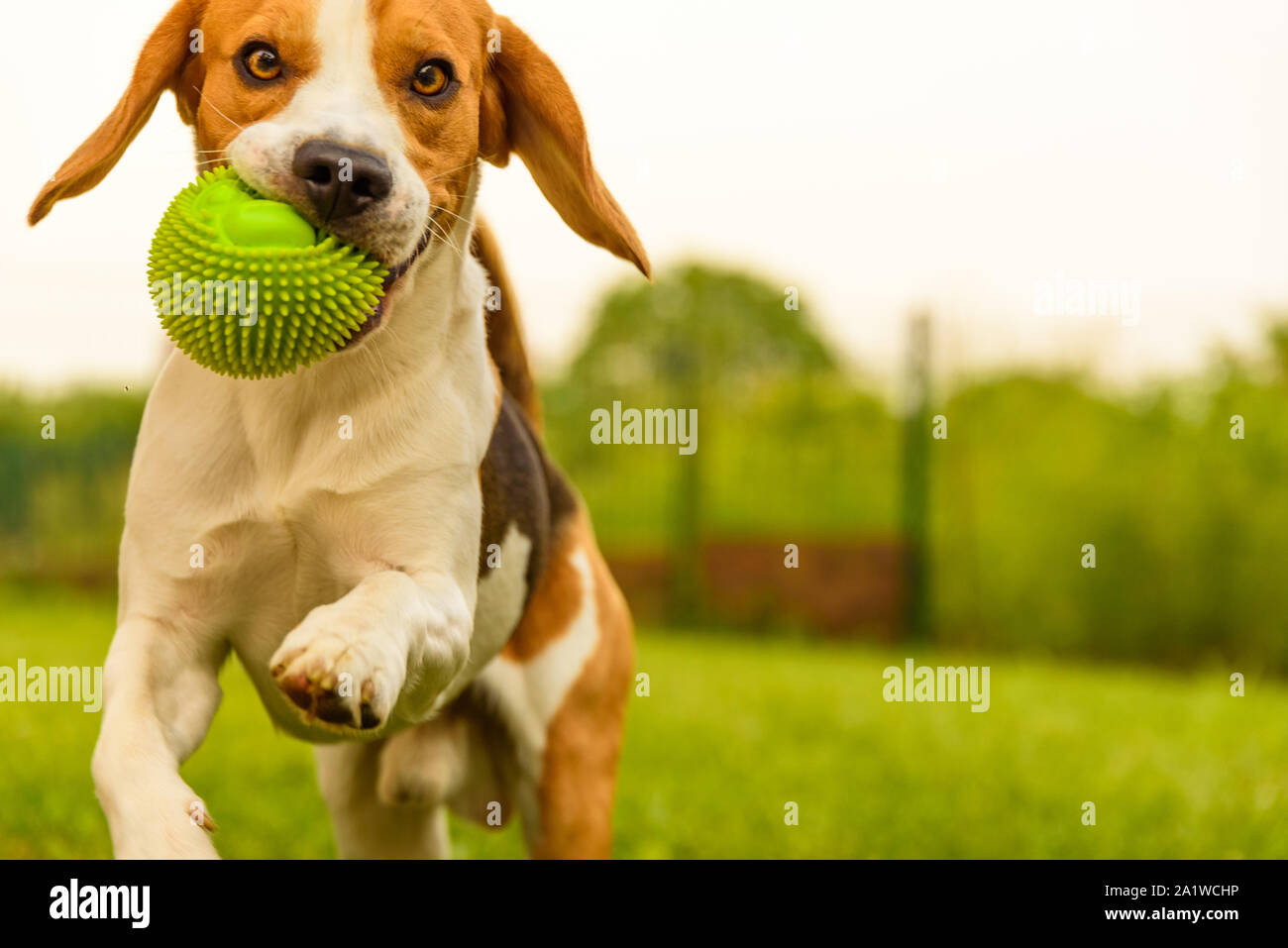 Dog Beagle having fun running and jumping with a ball in a garden Stock ...