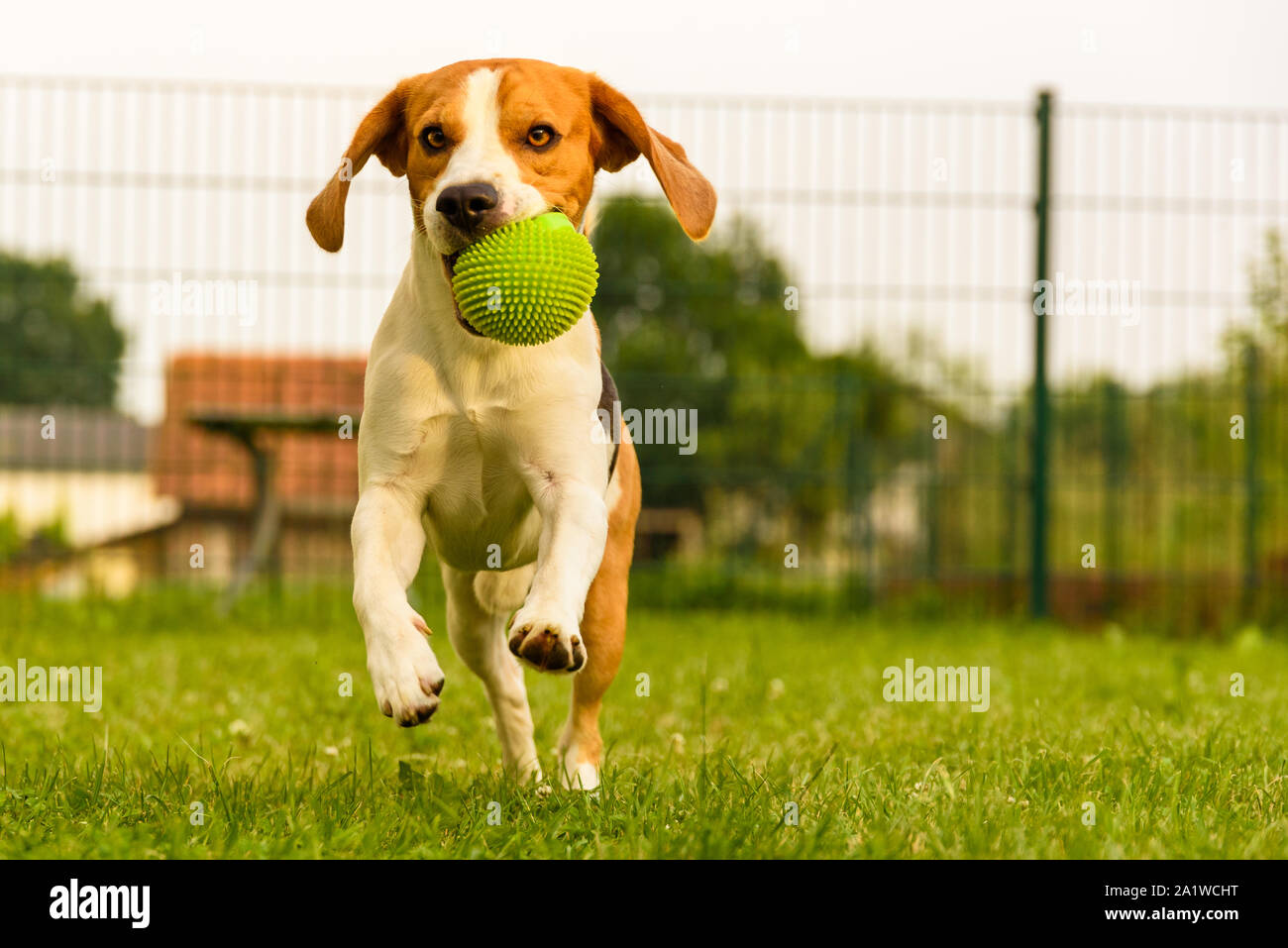 Dog Beagle having fun running and jumping with a ball in a garden Stock ...