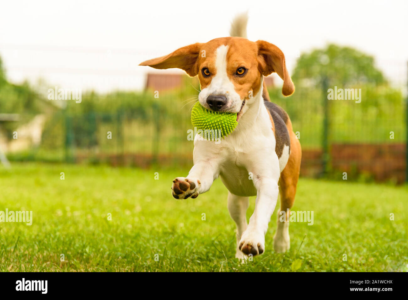 Dog Beagle having fun running and jumping with a ball in a garden Stock ...