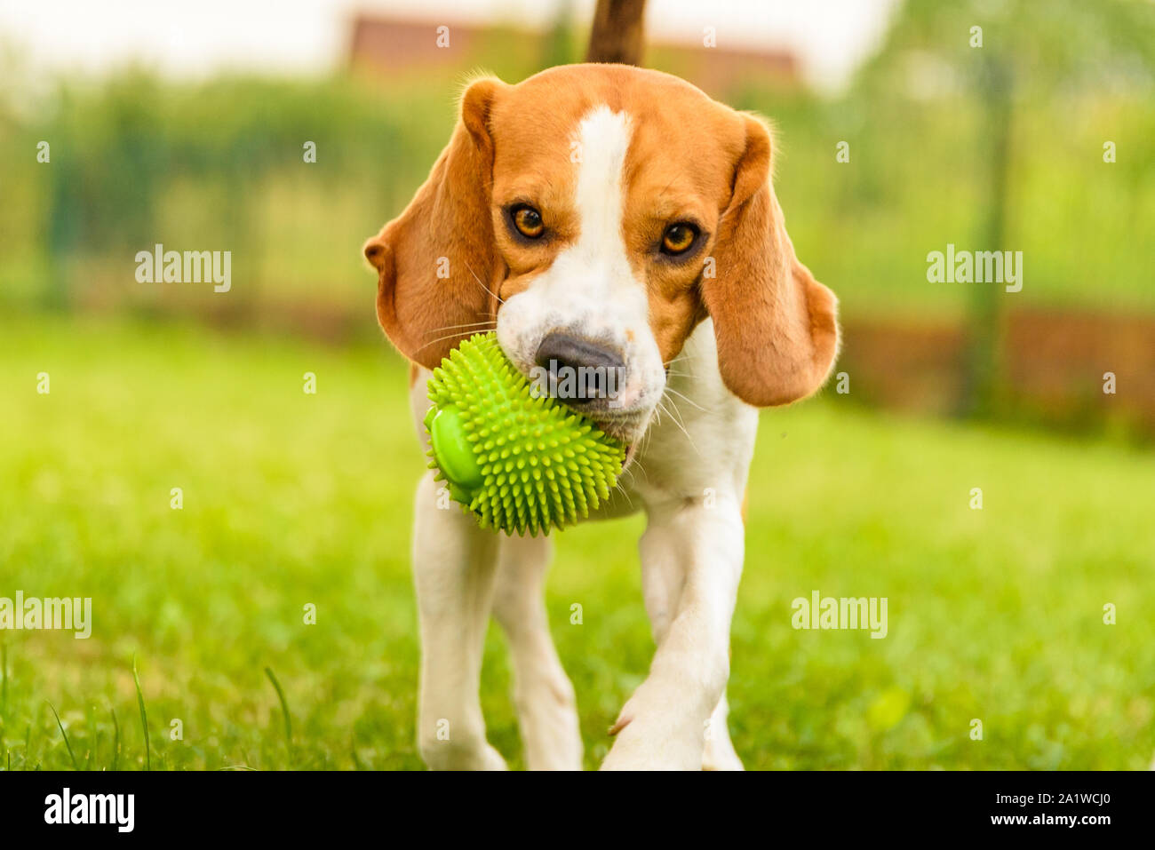 Dog Beagle having fun running and jumping with a ball in a garden Stock ...