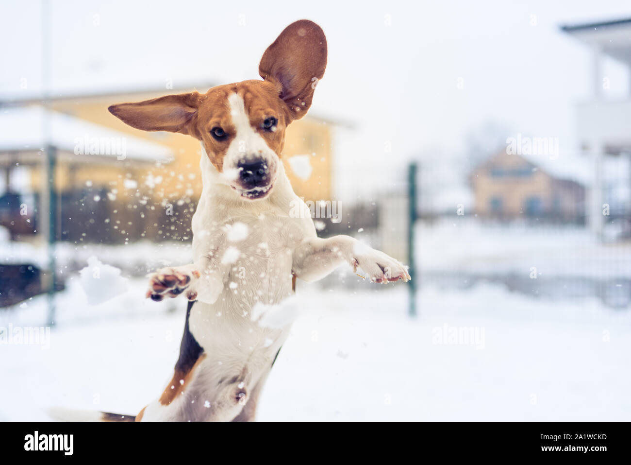 Beagle dog jumping and running with a toy outdoor snow winter towards ...