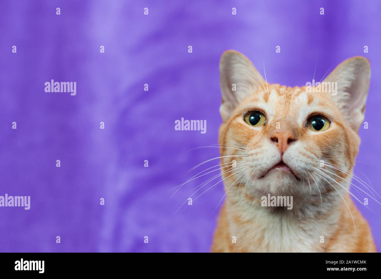 Close up Tiger yellow cat looking studio shot purple background Stock ...