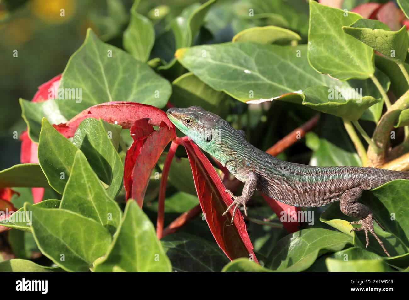 Warm Oneself High Resolution Stock Photography and Images - Alamy