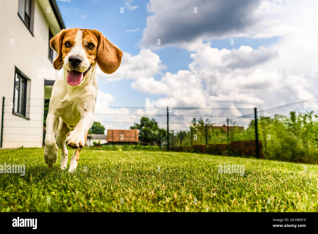 Beagle dog running Stock Photo - Alamy