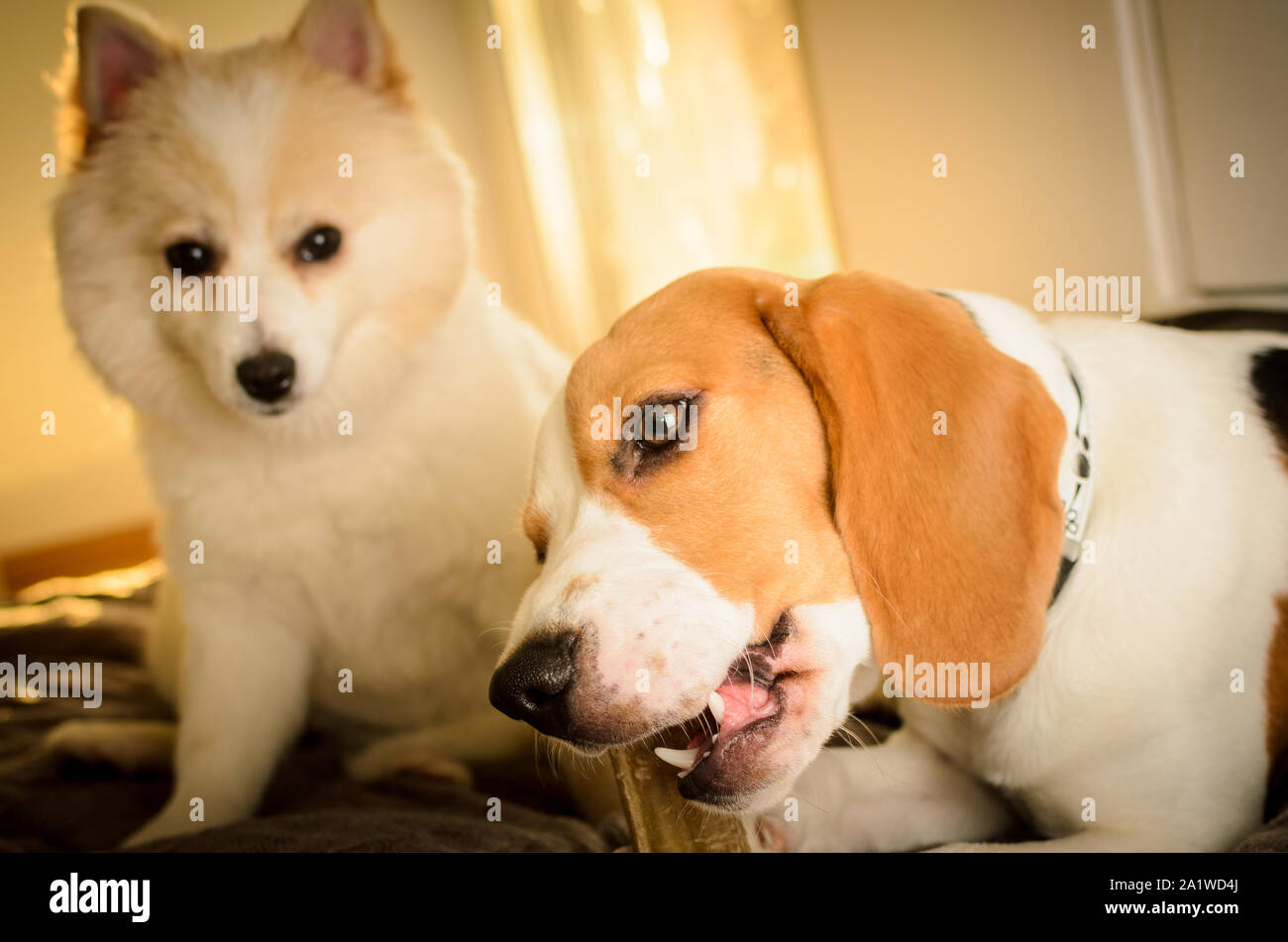Two dogs beagle and spitz on the floor friends Stock Photo - Alamy