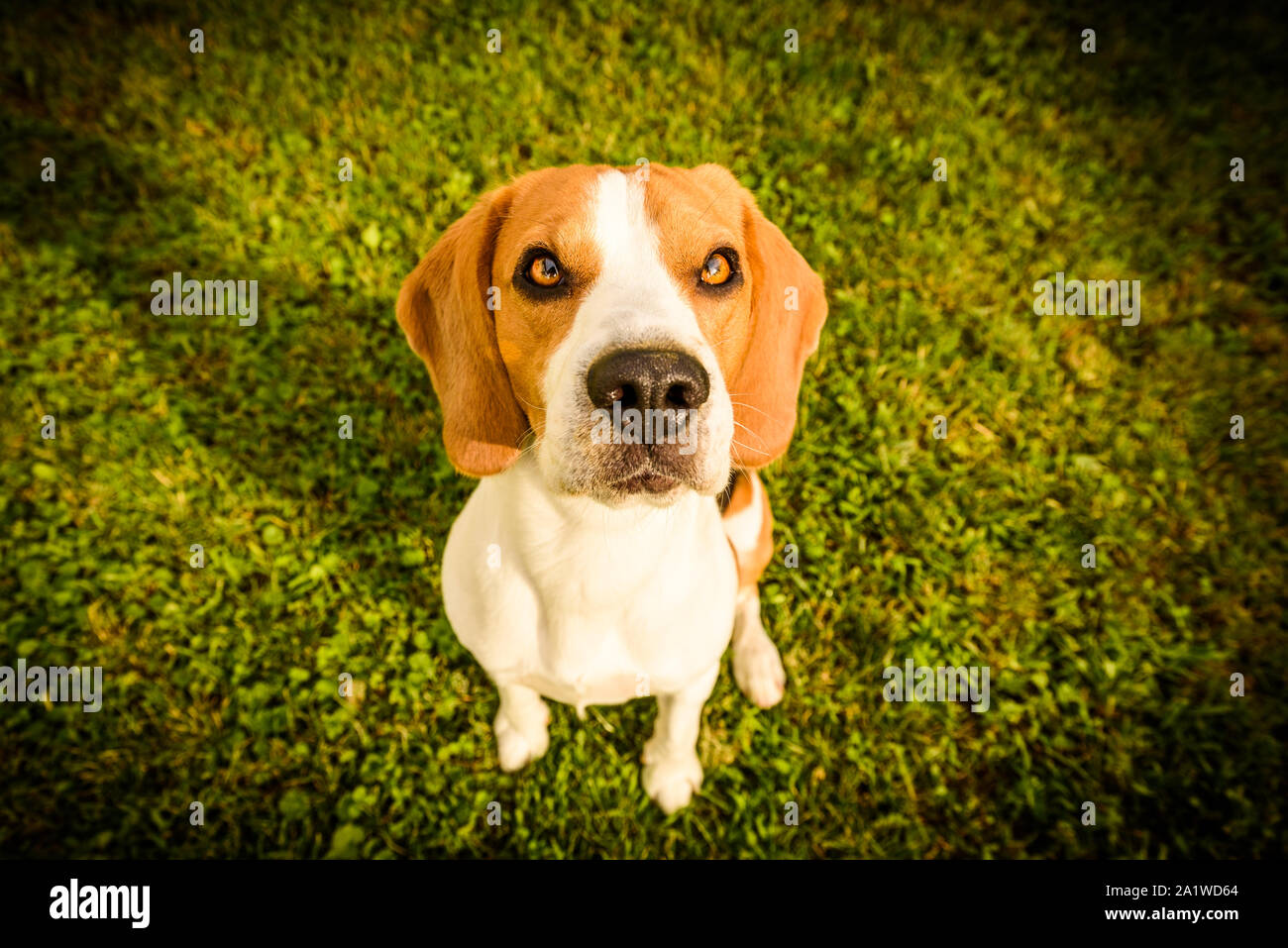 Beagle dog looking up Stock Photo - Alamy