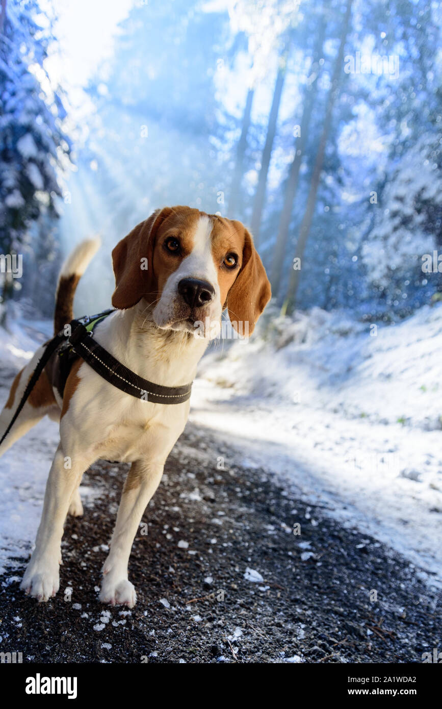 Brown and black beagle hi-res stock photography and images - Alamy