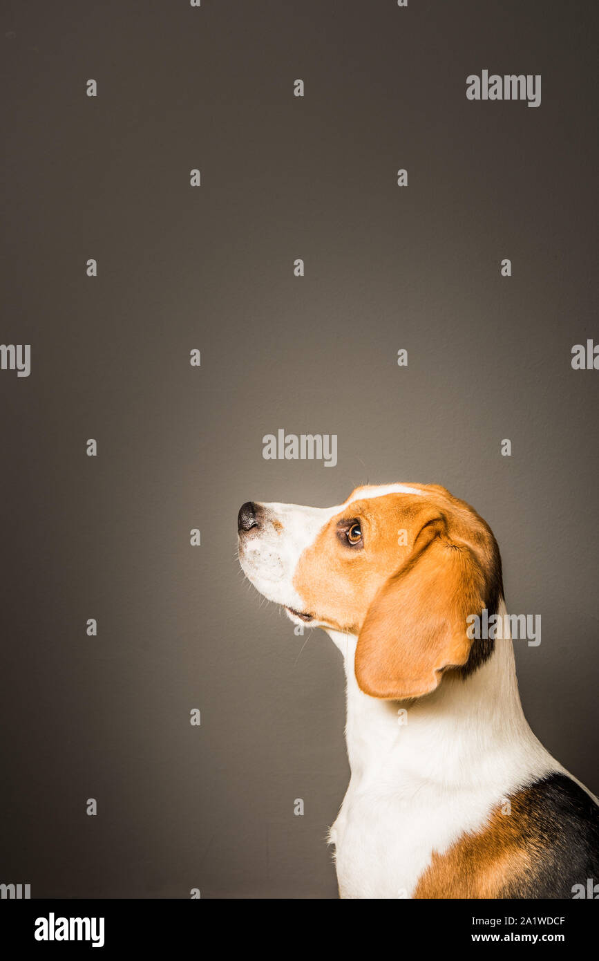 Beagle dog profile sits against grey background and waiting Stock Photo ...