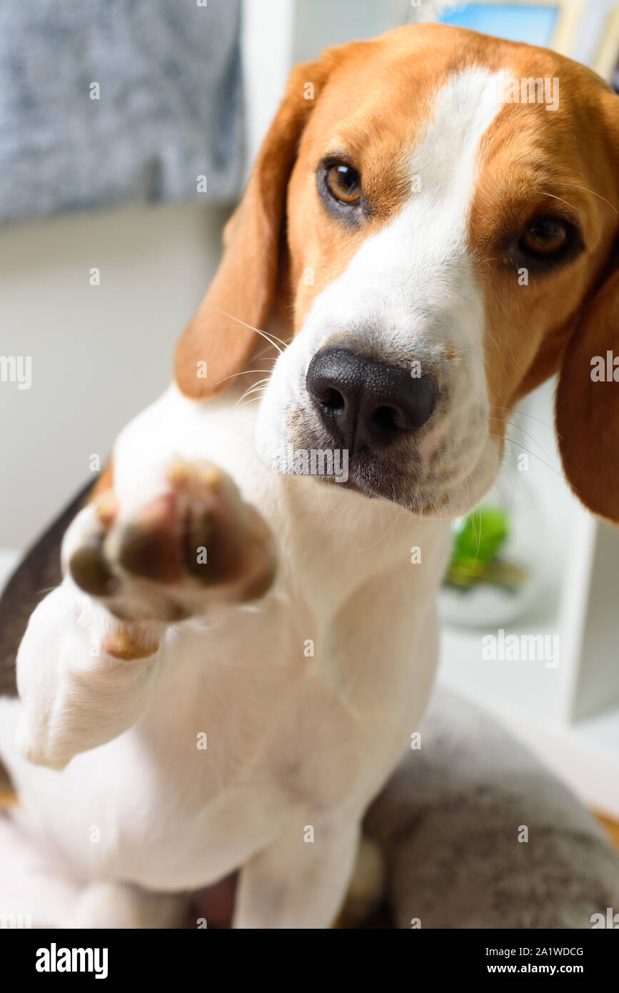 Beagle dog give paw Stock Photo - Alamy