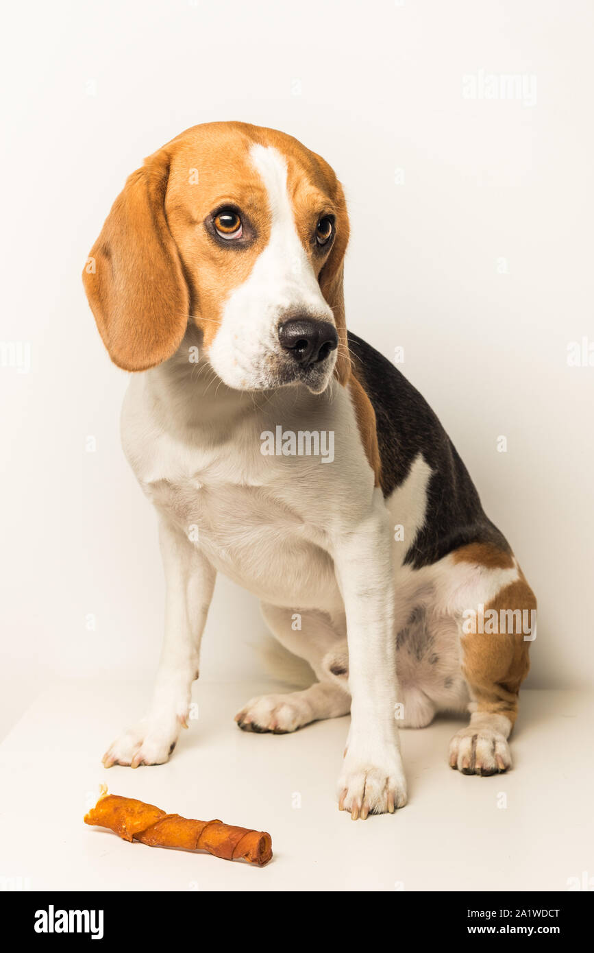 Dog Beagle sad eyes sits on a white background Stock Photo - Alamy