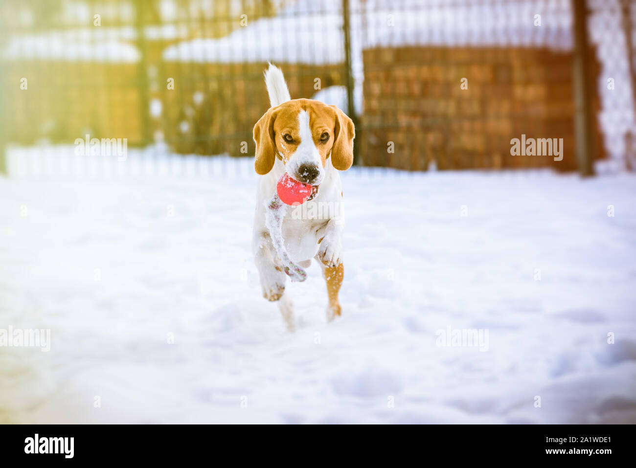 Happy beagle dog run with a ball on the snow Stock Photo - Alamy
