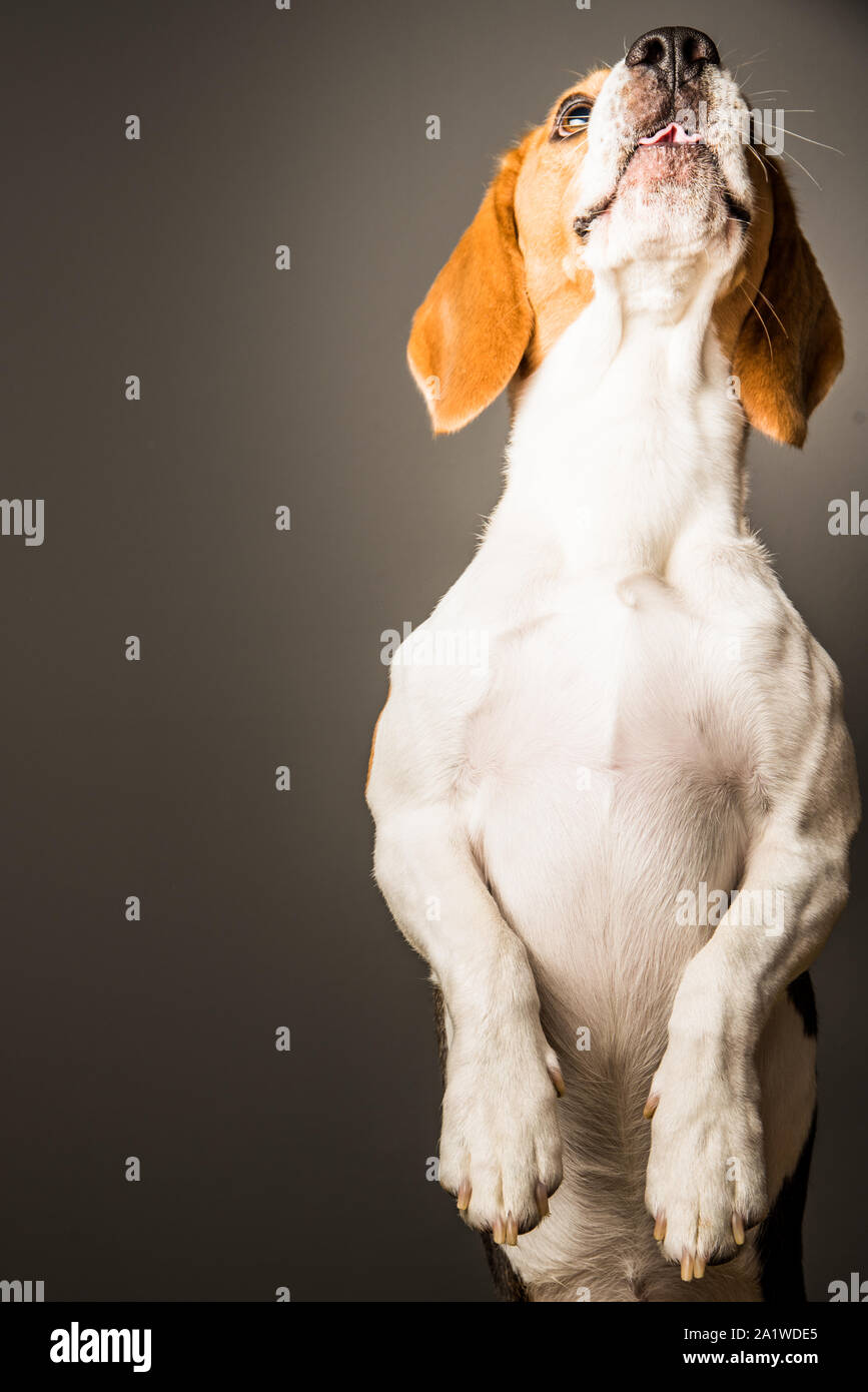 Beagle dog stand on back legs against grey background Stock Photo - Alamy