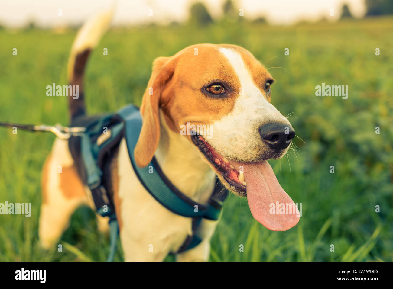 Happy beagle dog in the field summer with long tongue Stock Photo - Alamy